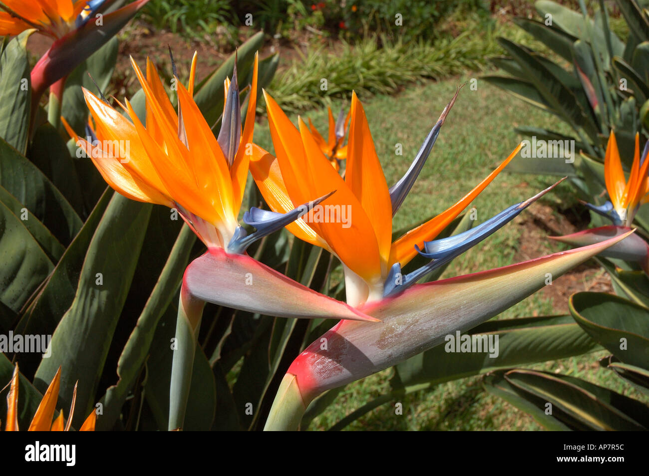 Close up of orange Bird of paradise flower flowers strelitzia ...