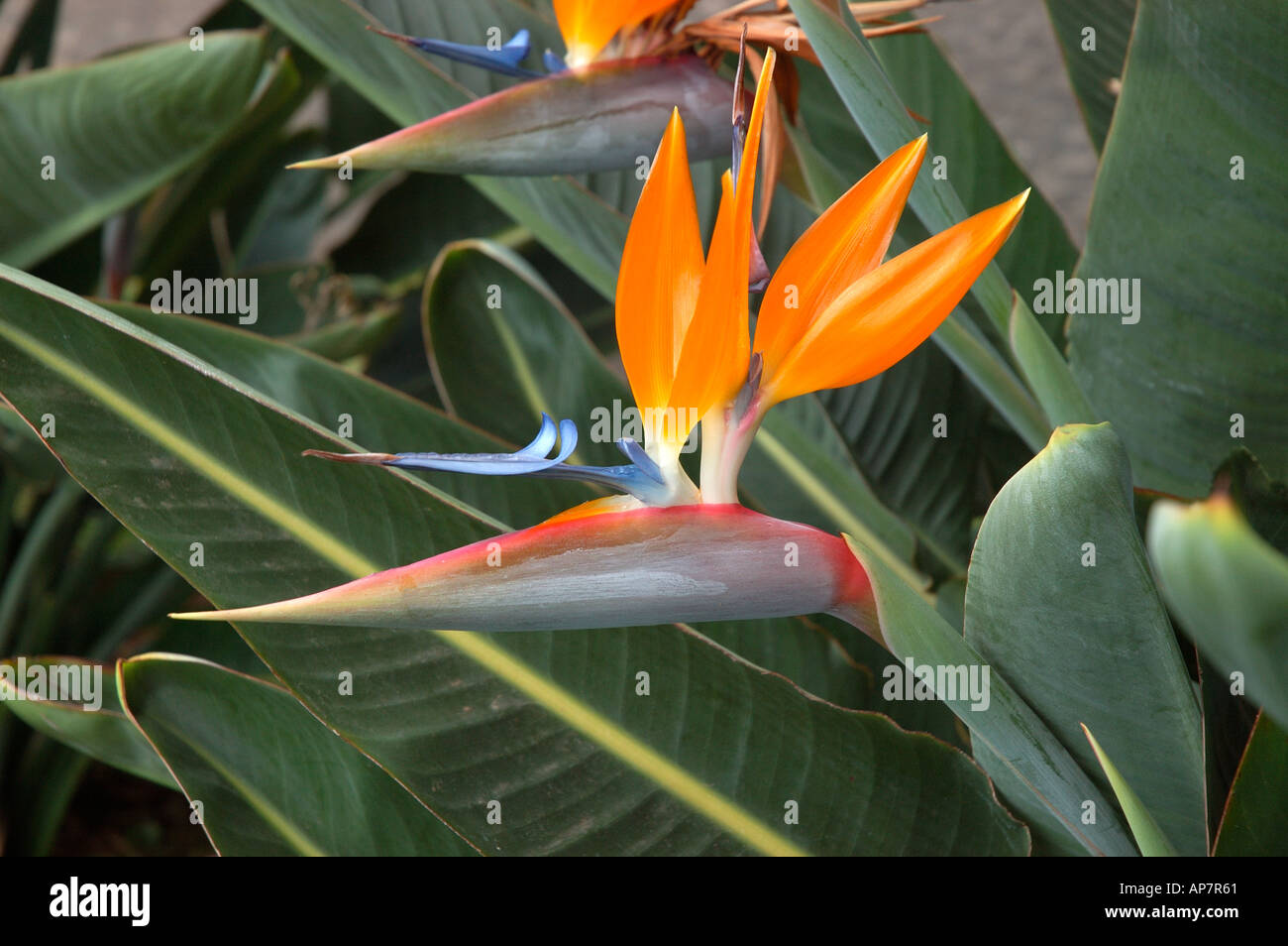 Close up of orange Bird of paradise flower flowers strelitzia strelitziaceae Madeira Portugal EU ...