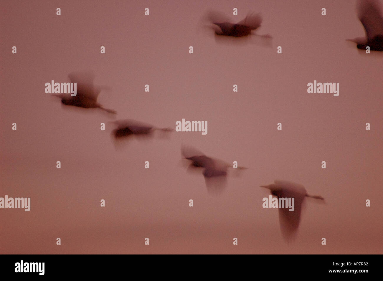 A flight of hammerkops takes off from a Kalahari waterhole Stock Photo ...