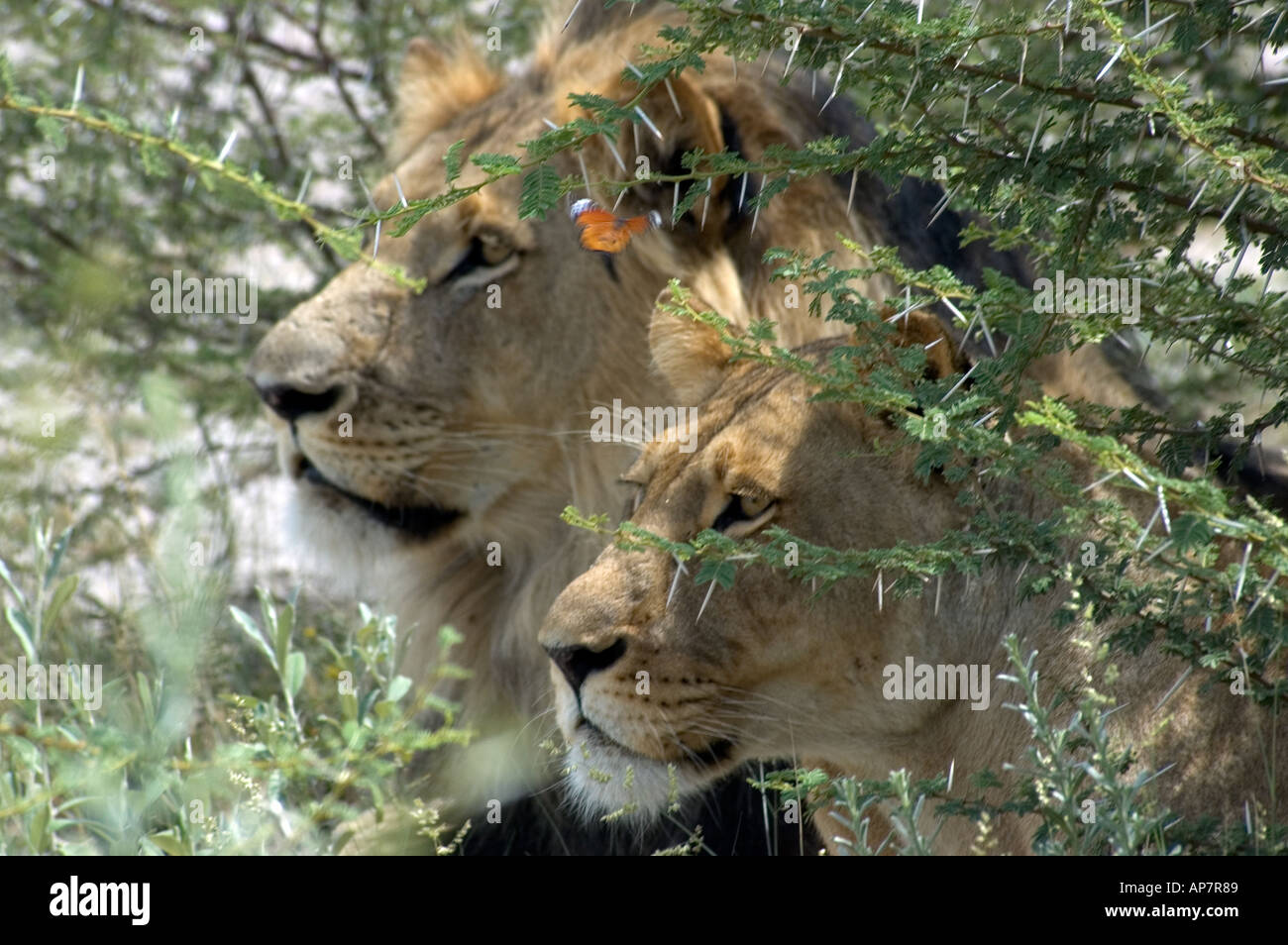 As the Kalahari sun begins its descent to the horizon the Sunday Pan ...