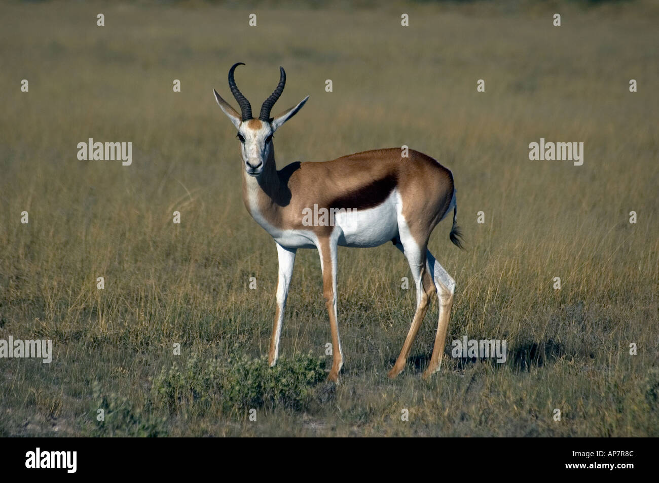 A springbok ram at Deception pan in the Central Kalahari Stock Photo ...