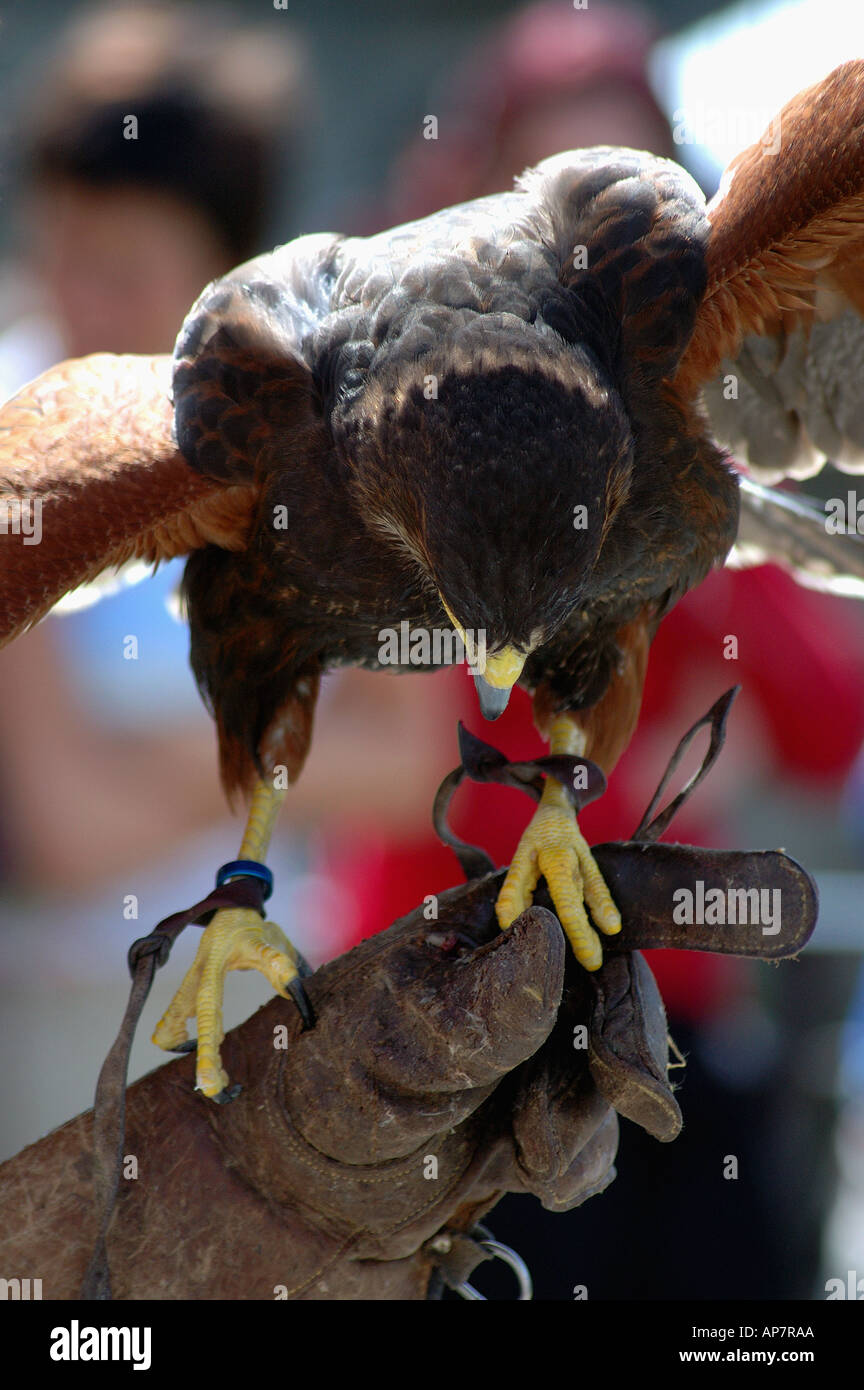 Its speed and power make the Harris hawk one of the most popular ...