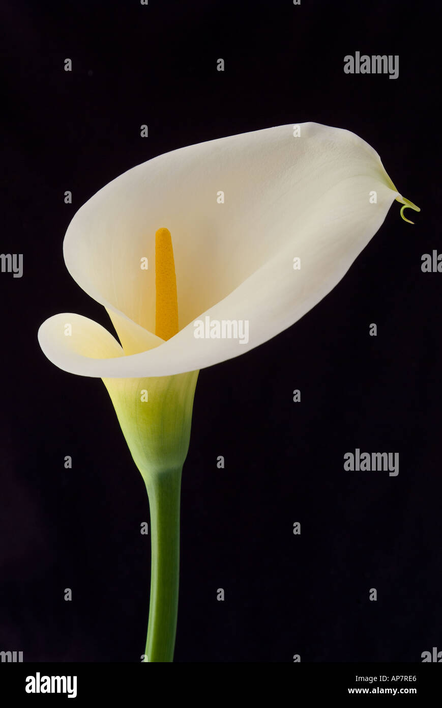 Zantedeschia aethiopica, arum lilies also known as call lillies are a ...