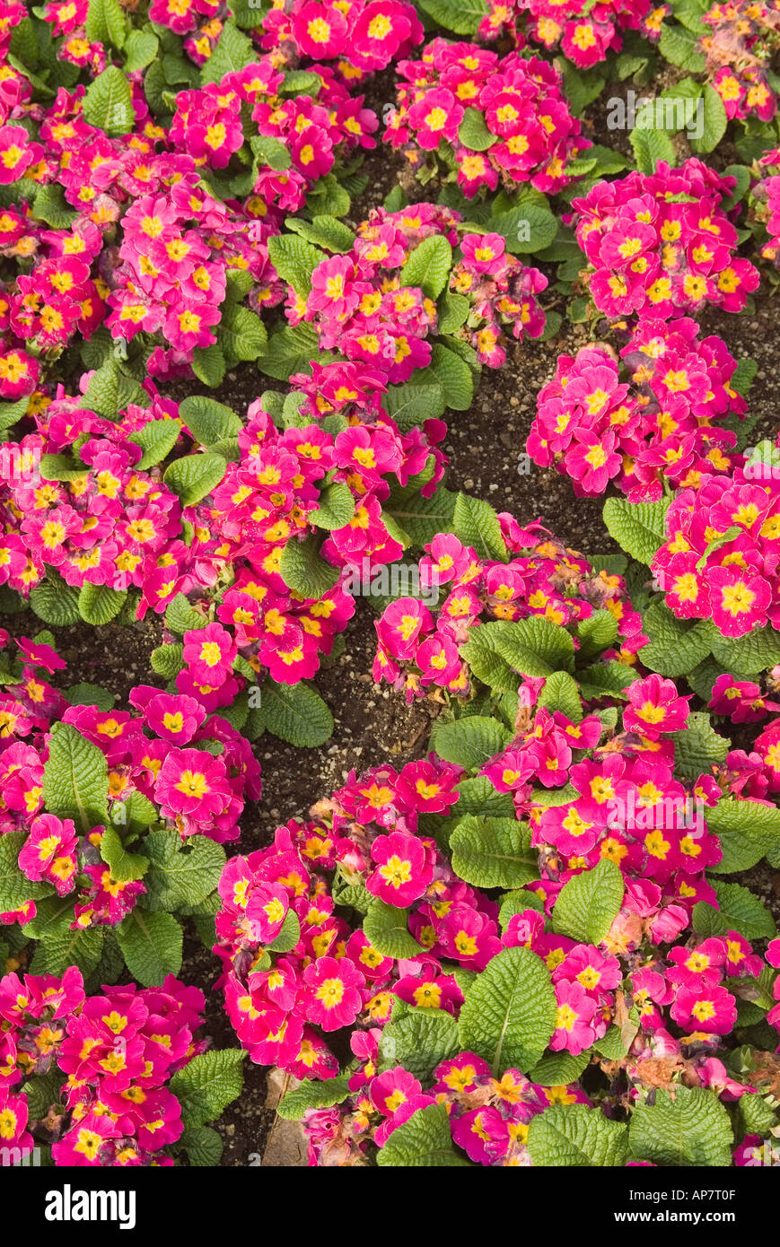 Massed display hi-res stock photography and images - Alamy