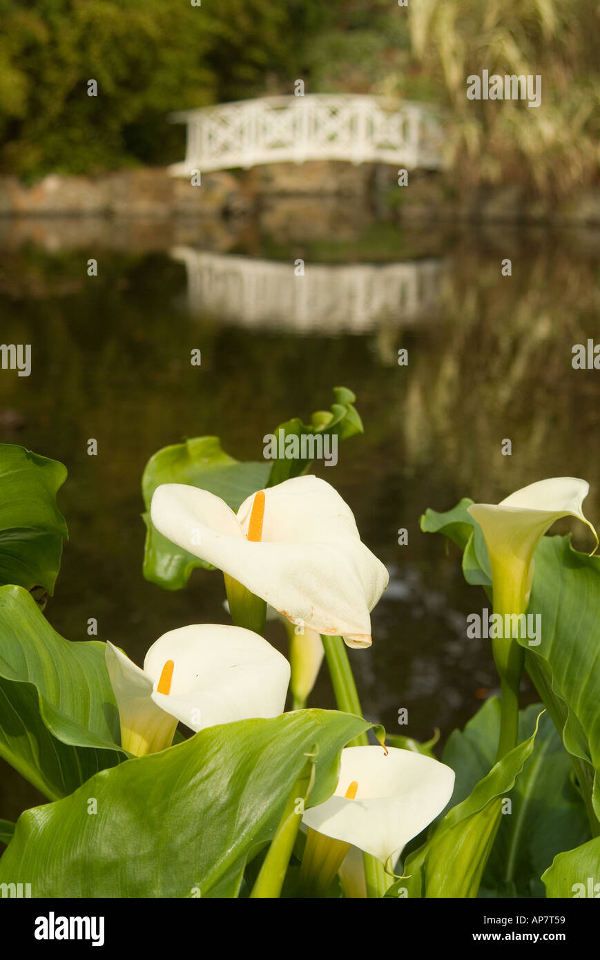 Arum lillies set against a pond water feature with classic white bridge ...