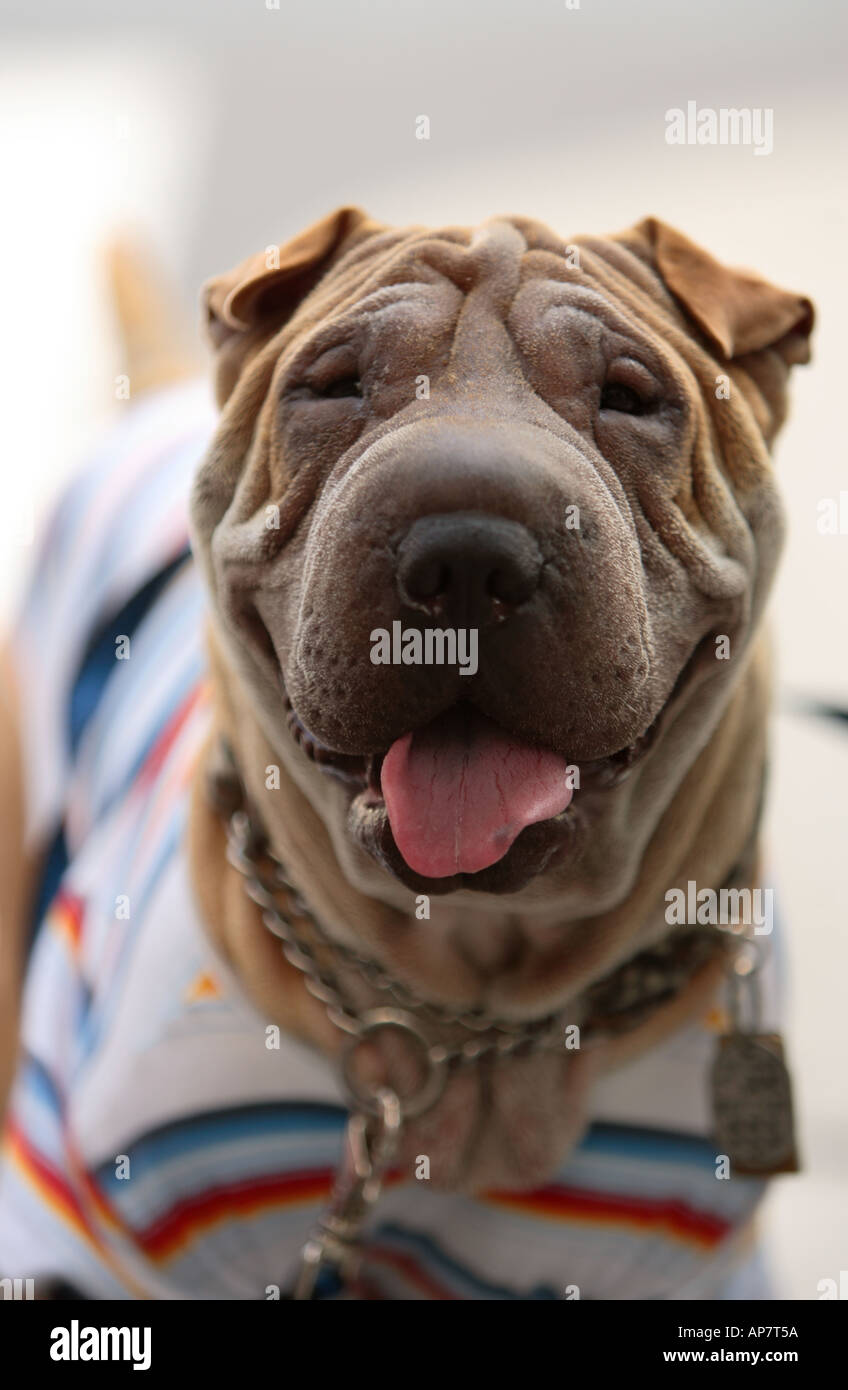 Dog in jumper wrinkles skin folds Stock Photo - Alamy