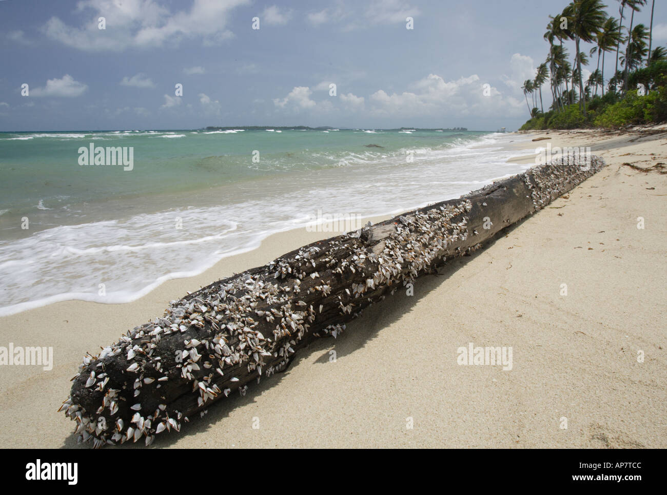 Shell covered log on beach, Bintan island Indonesia Stock Photo - Alamy