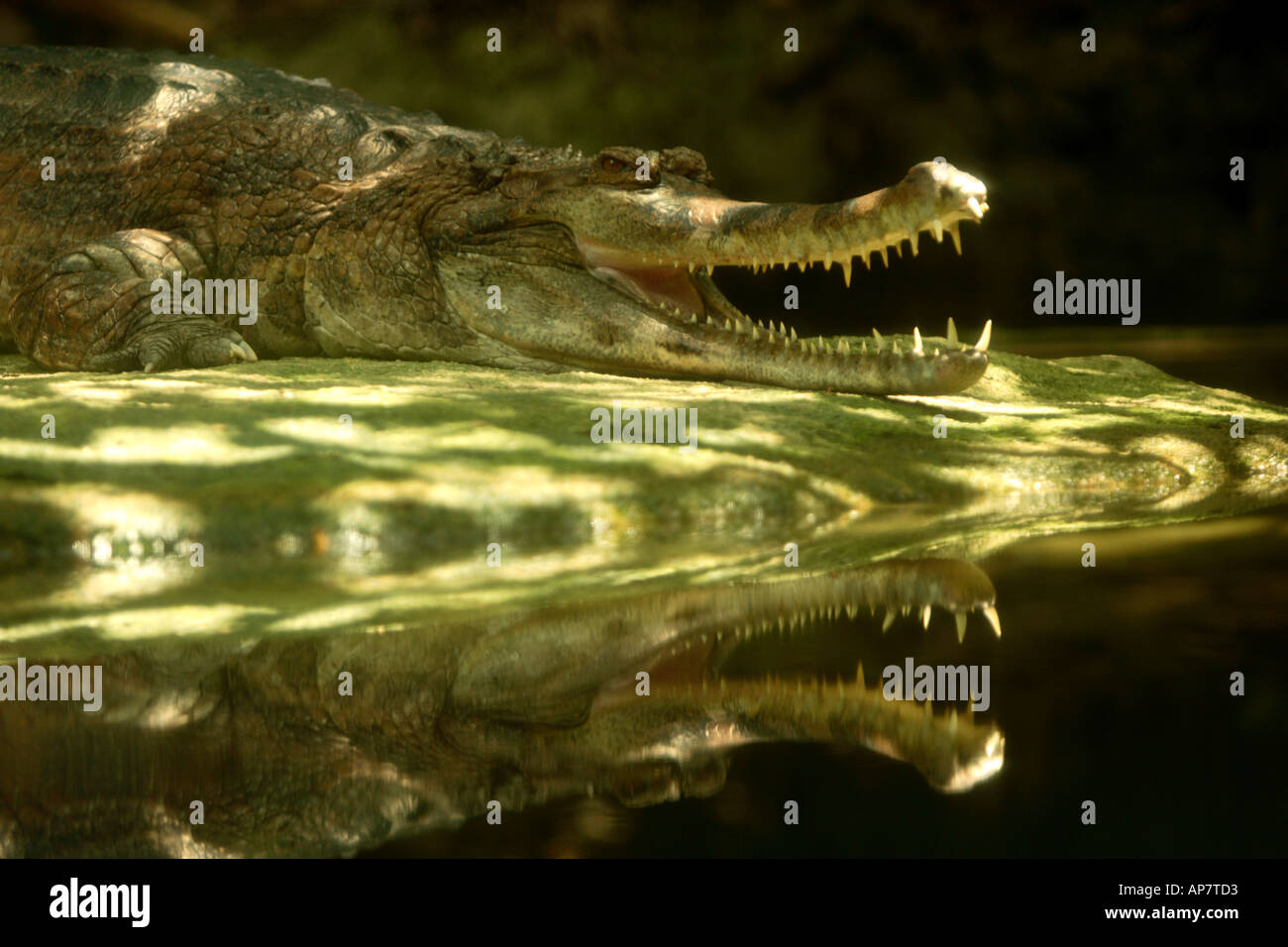 Crocodile basking mouth open Stock Photo - Alamy