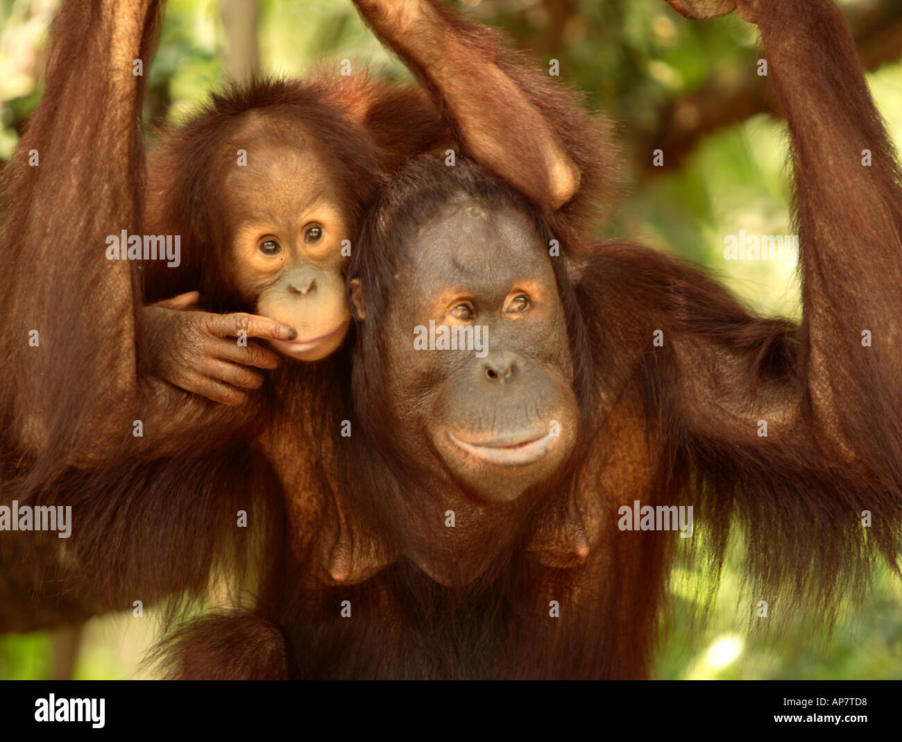 Orangutan mother and baby Stock Photo - Alamy