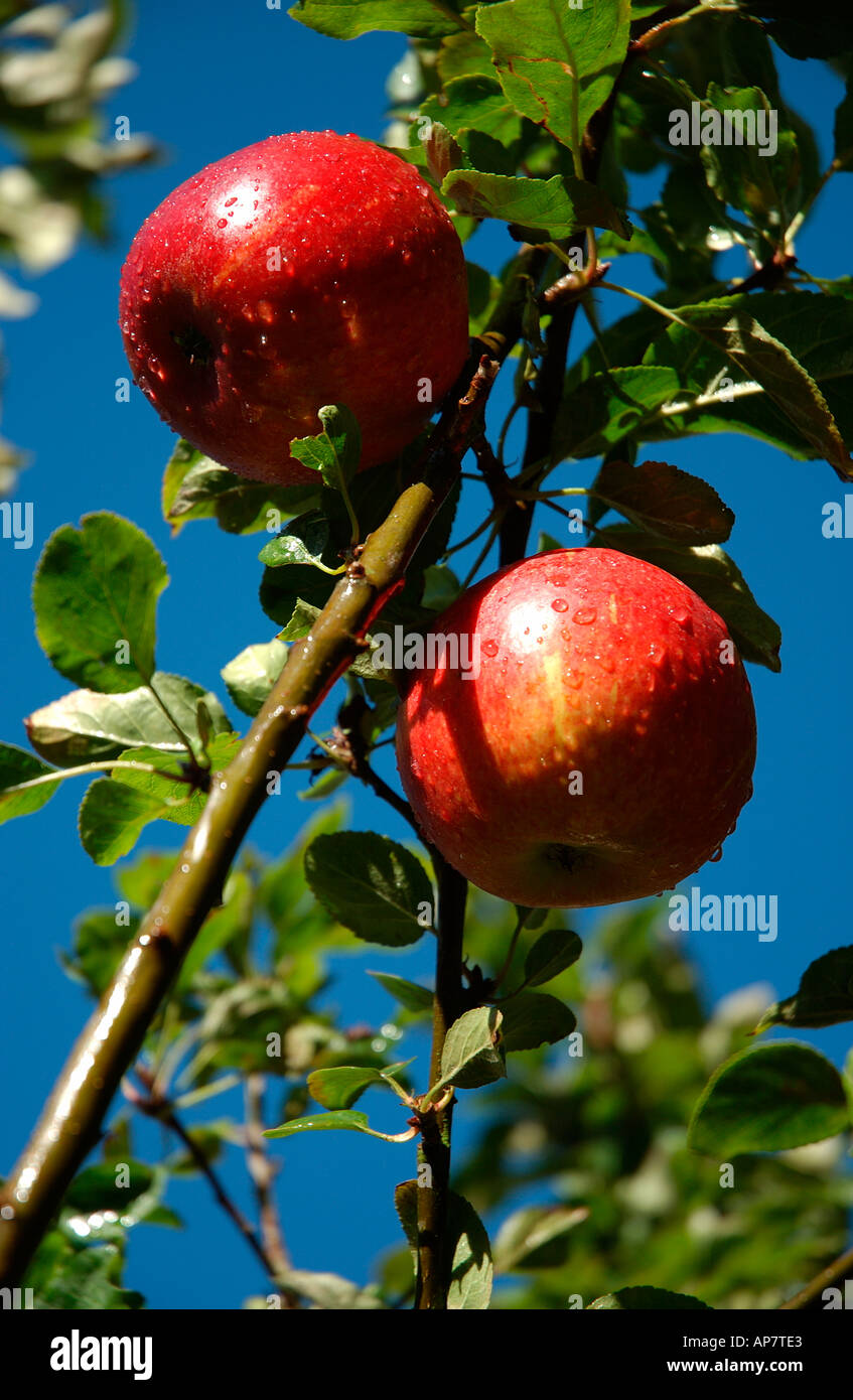 Close up of Charles Ross Apples apple fruit fruits growing on a Tree ...