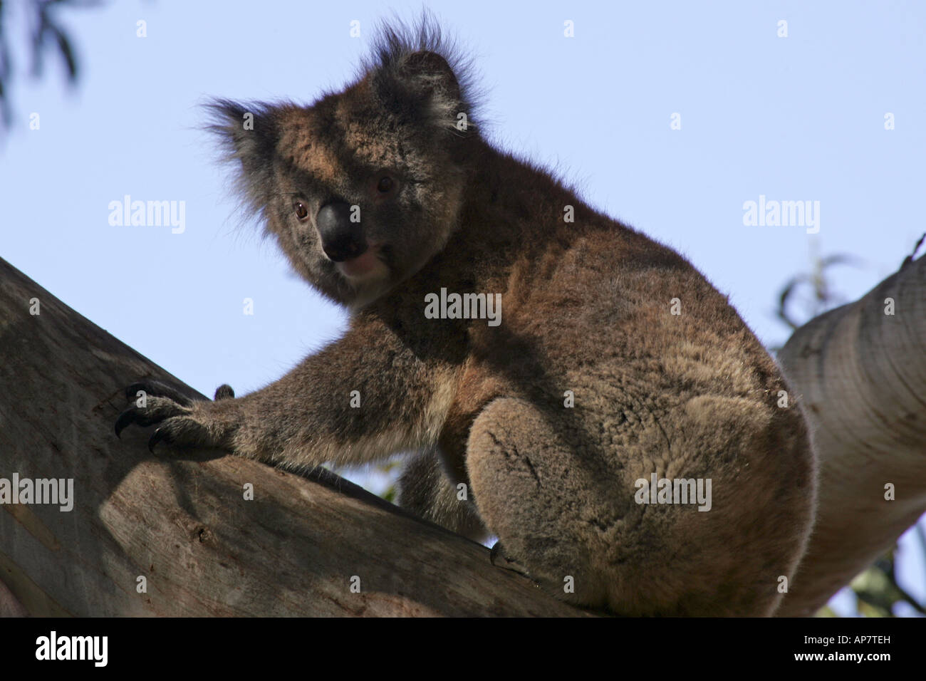 Koala Bear, Hanson Bay Wildlife Sanctuary, Kangaroo Island, South Australia, Australia Stock ...