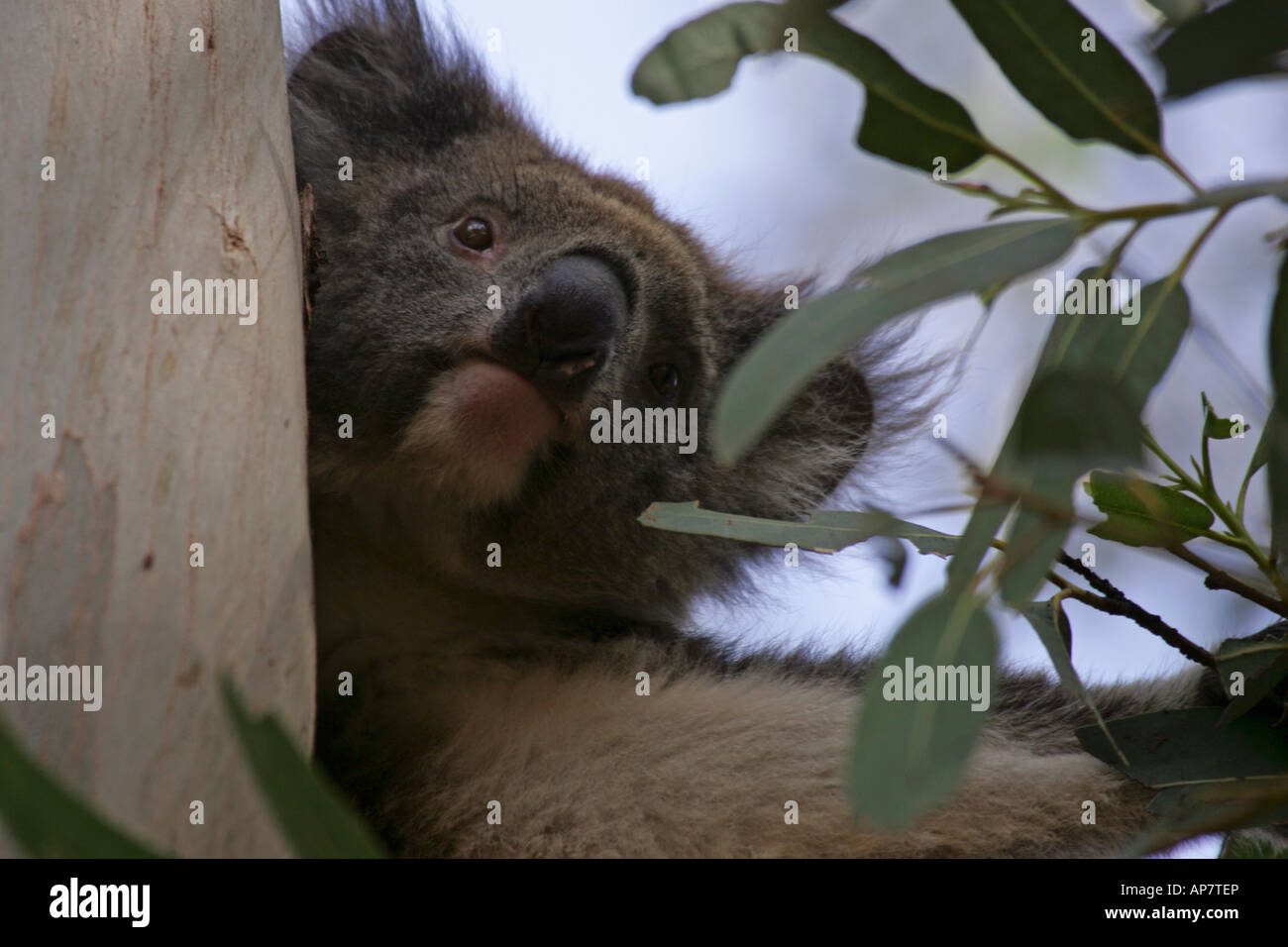 Koala Bear, Hanson Bay Wildlife Sanctuary, Kangaroo Island, South ...