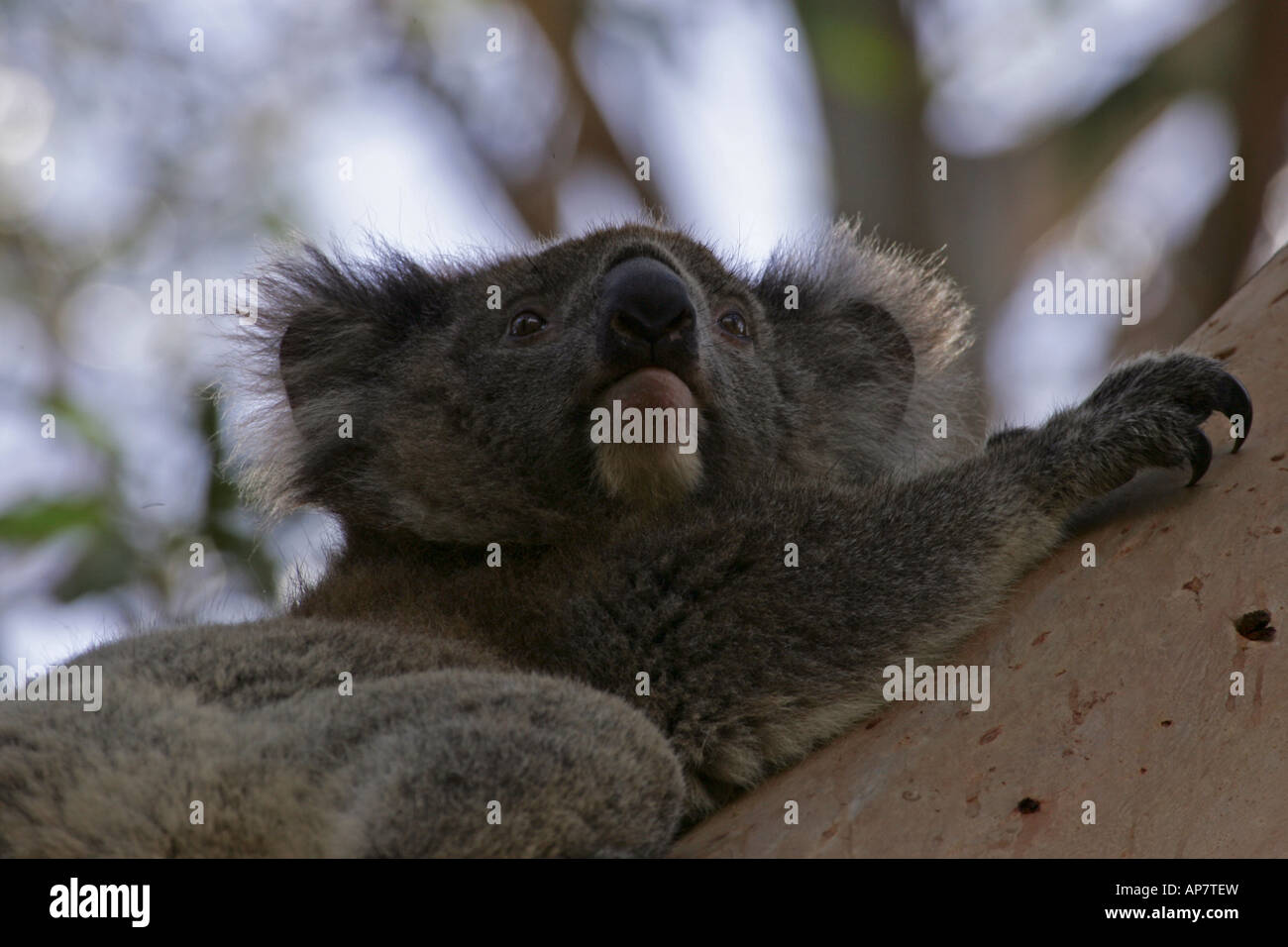 Koala Bear, Hanson Bay Wildlife Sanctuary, Kangaroo Island, South Australia, Australia Stock ...