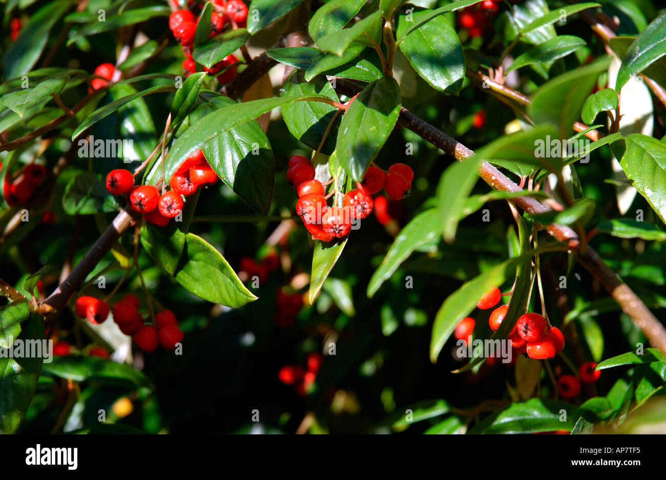 Cotoneaster hedging hi-res stock photography and images - Alamy