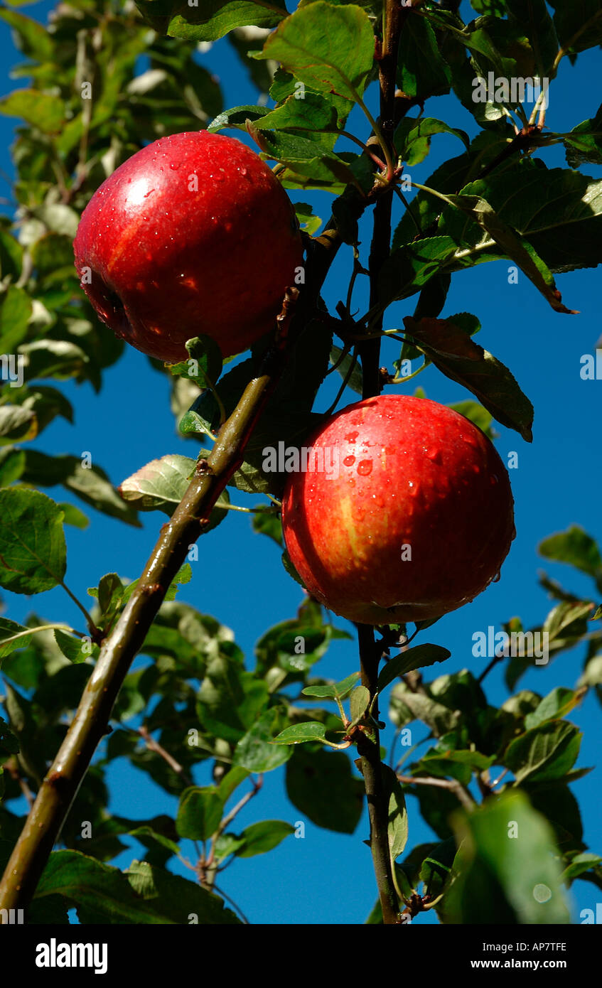 Close up of Charles Ross Apples apple fruit fruits Growing on a Tree ...