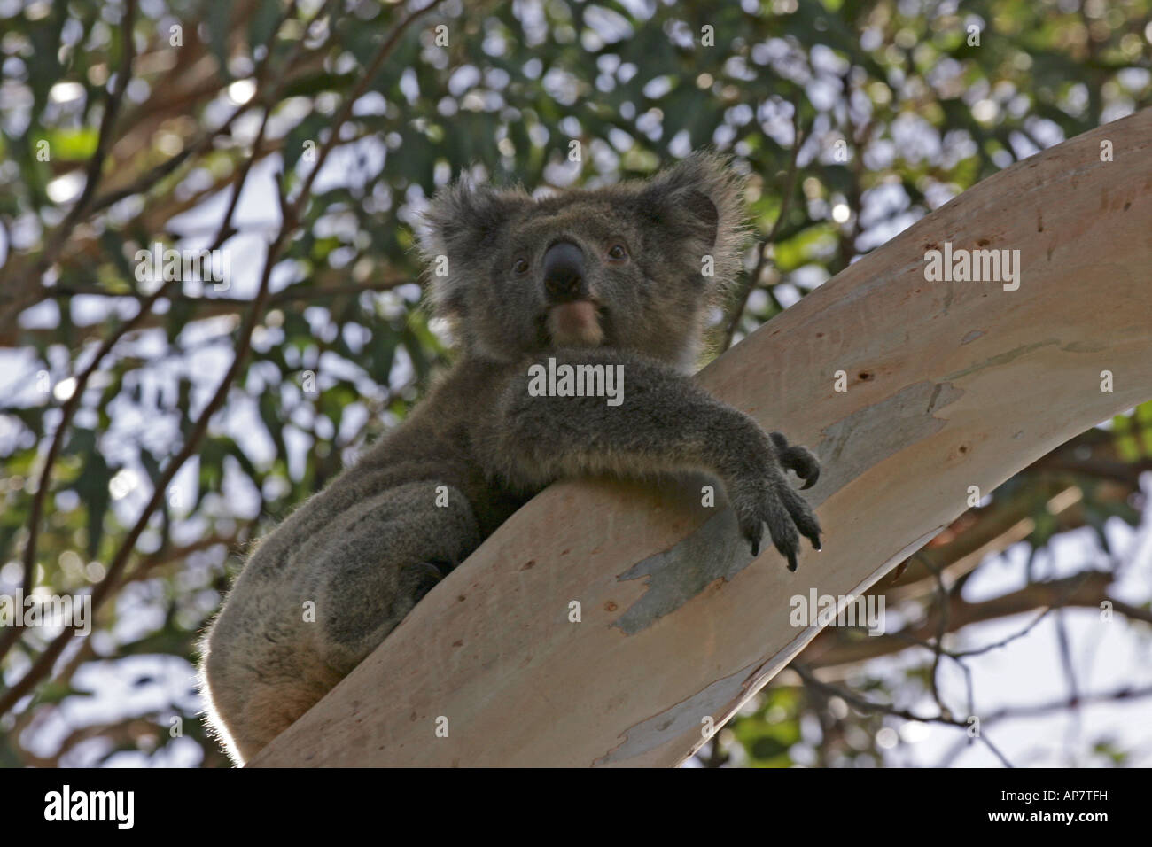 Koala Bear, Hanson Bay Wildlife Sanctuary, Kangaroo Island, South Australia, Australia Stock ...