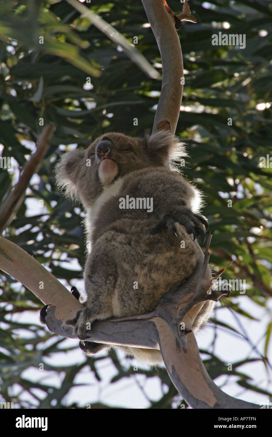 Koala Bear, Hanson Bay Wildlife Sanctuary, Kangaroo Island, South Australia, Australia Stock ...