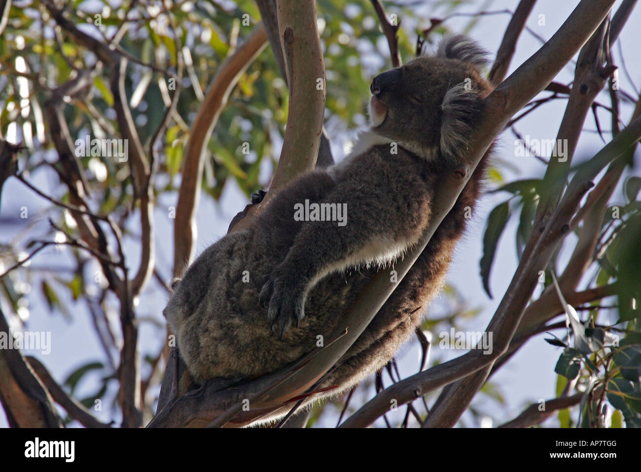 Koala Bear asleep in eucalyptus tree, Hanson Bay Wildlife Sanctuary, Kangaroo Island, South ...