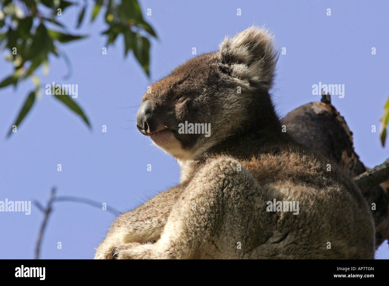 Koala Bear, Hanson Bay Wildlife Sanctuary, Kangaroo Island, South Australia, Australia Stock ...