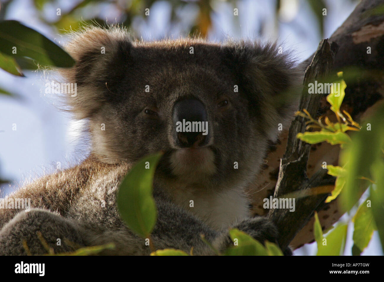 Koala Bear, Hanson Bay Wildlife Sanctuary, Kangaroo Island, South Australia, Australia Stock ...