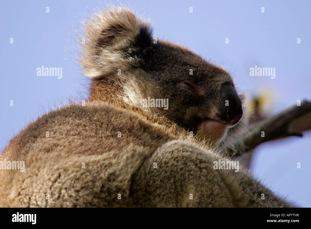 Koala Bear, Hanson Bay Wildlife Sanctuary, Kangaroo Island, South ...