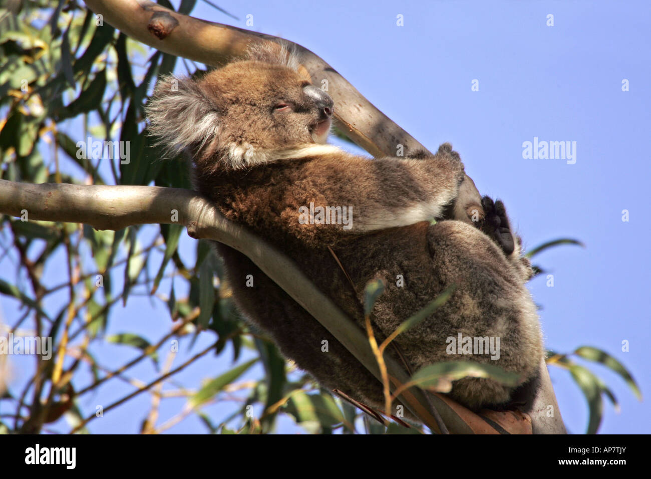 Koala Bear asleep in eucalyptus tree, Hanson Bay Wildlife Sanctuary, Kangaroo Island, South ...
