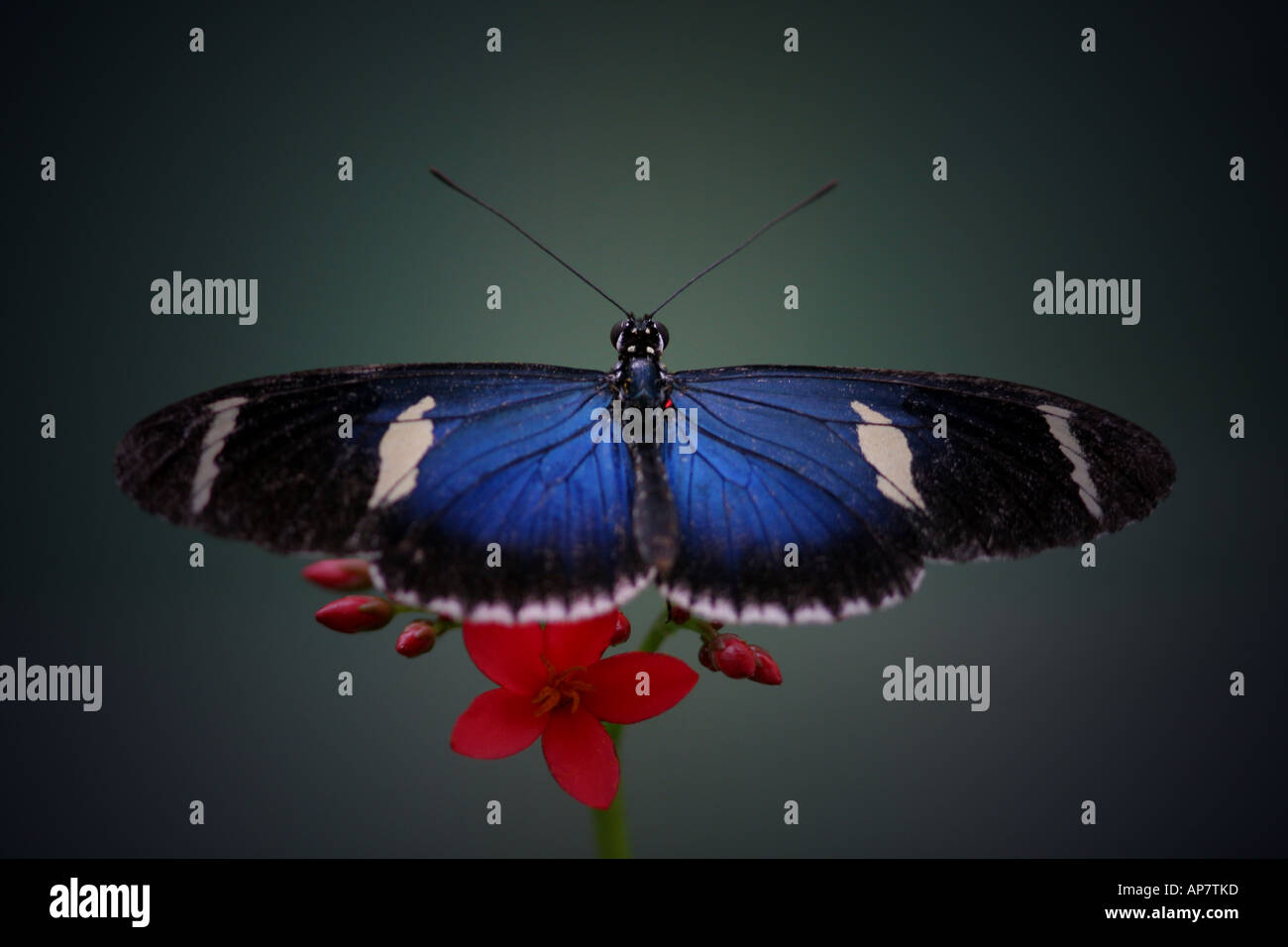 Ongwing hi-res stock photography and images - Alamy