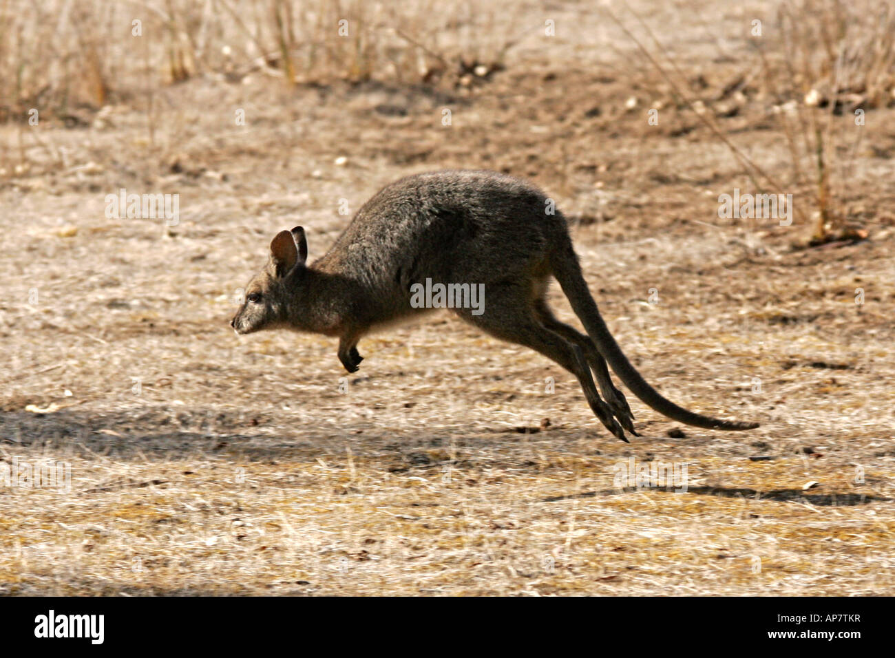 Tammar sanctuary hi-res stock photography and images - Alamy