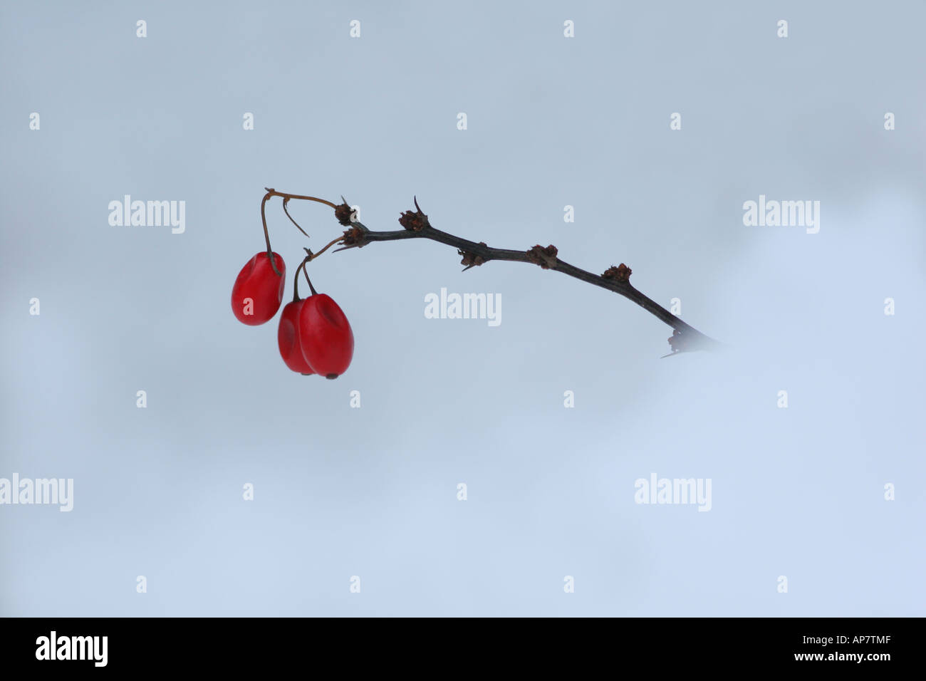 Pllll hi-res stock photography and images - Alamy