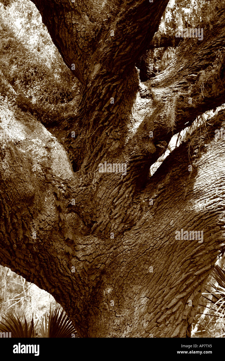 live oak trunk quercus virginiana cumberland island georgia p keywords ...