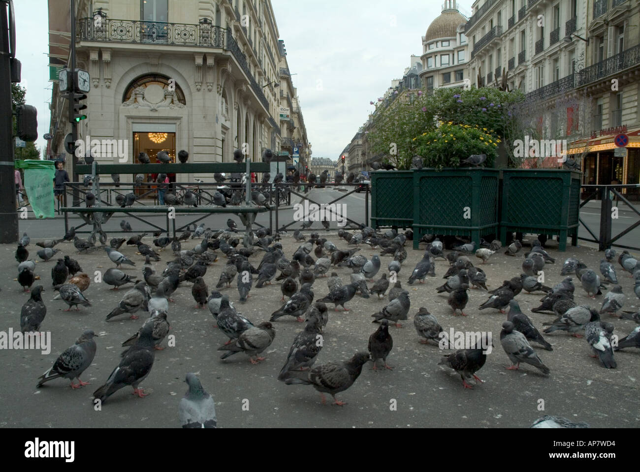 pigeons in street paris Stock Photo - Alamy