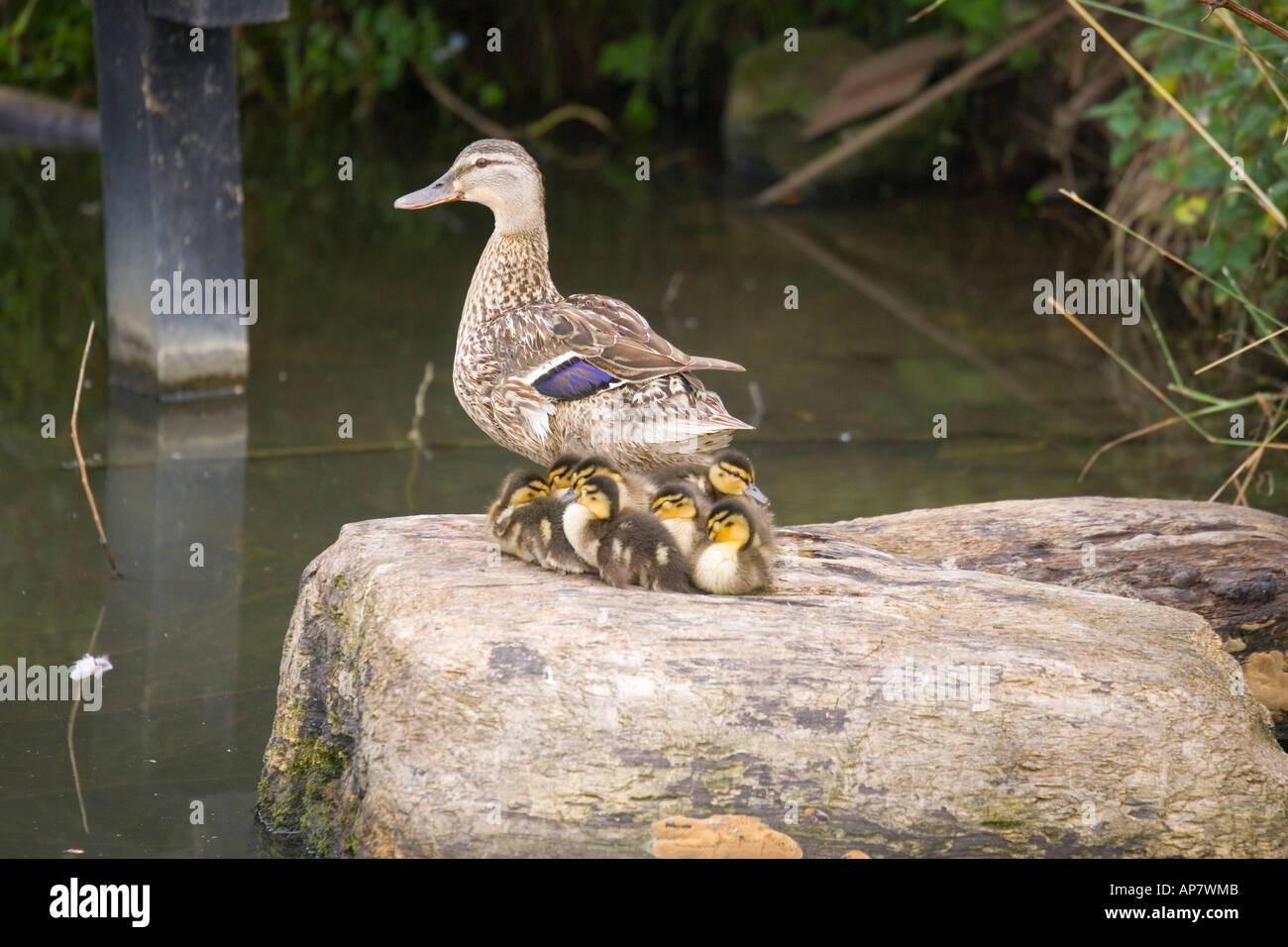 Worsbrough High Resolution Stock Photography and Images - Alamy