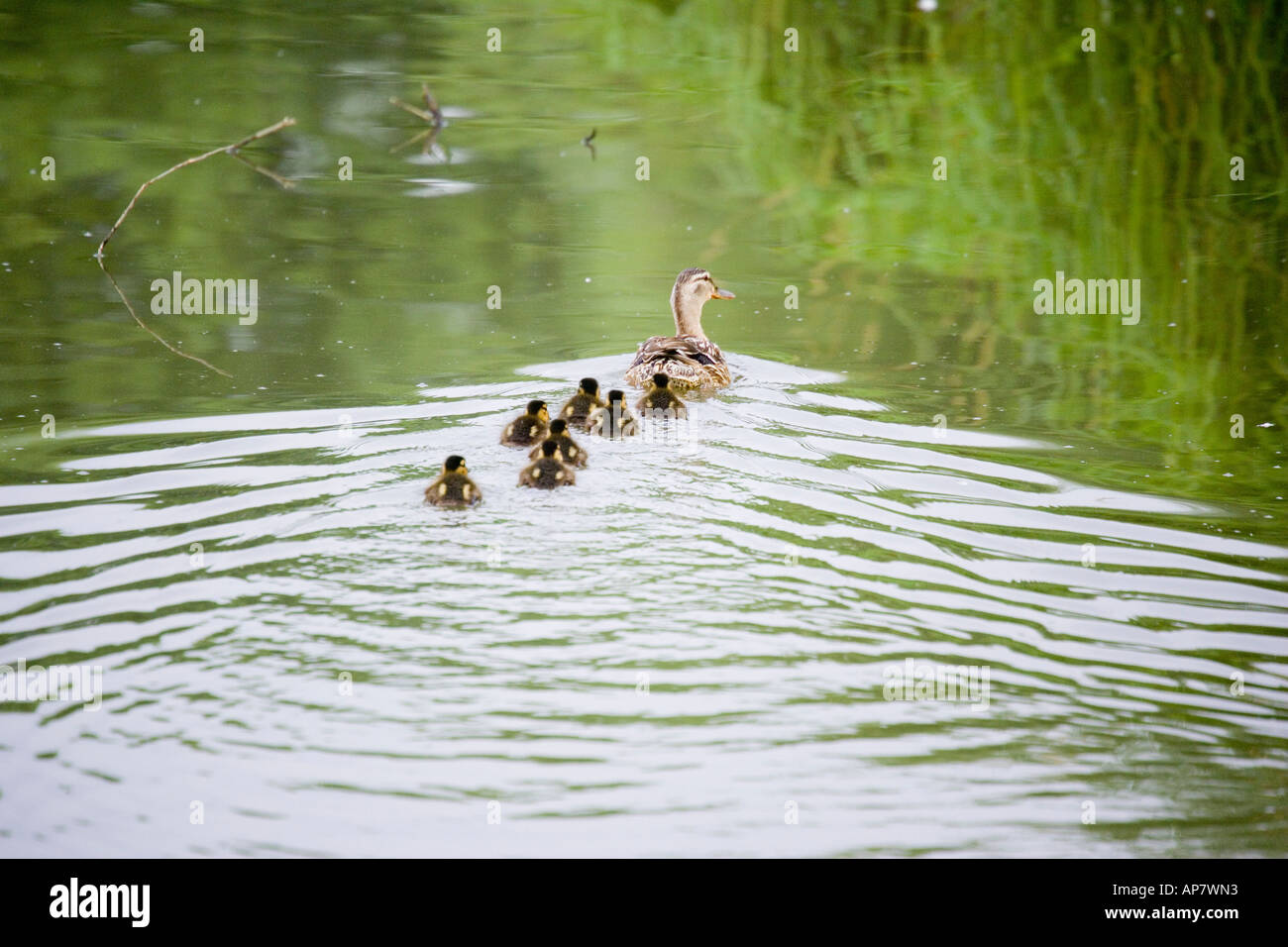 Worsbrough High Resolution Stock Photography and Images - Alamy