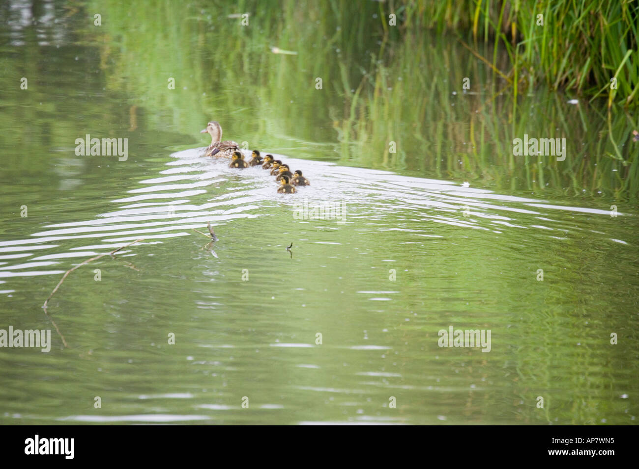 Worsbrough High Resolution Stock Photography and Images - Alamy