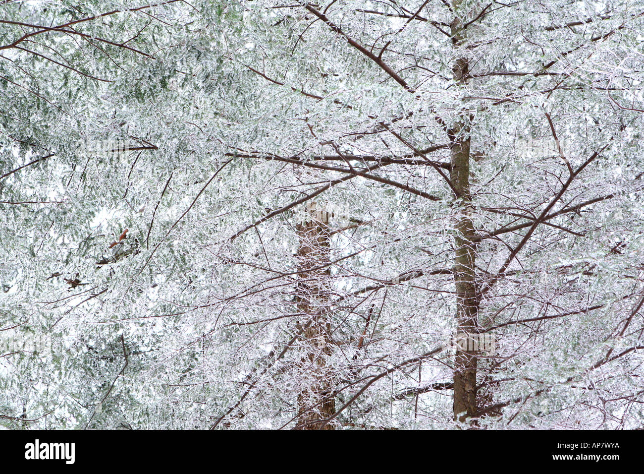 ice covered tree branches appalachian trail great smoky mountains ...