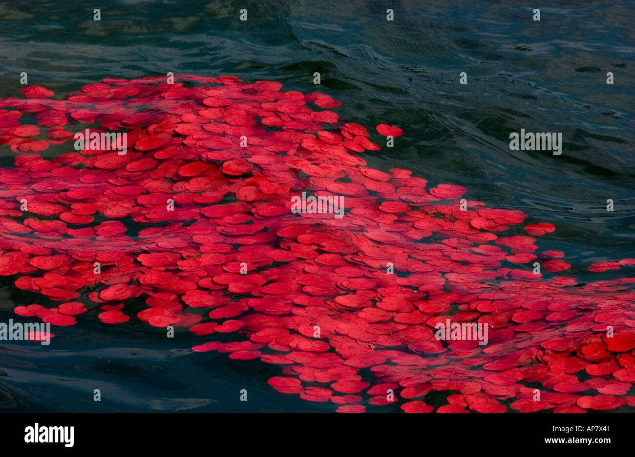 Arificial poppy petals floating on water Stock Photo - Alamy