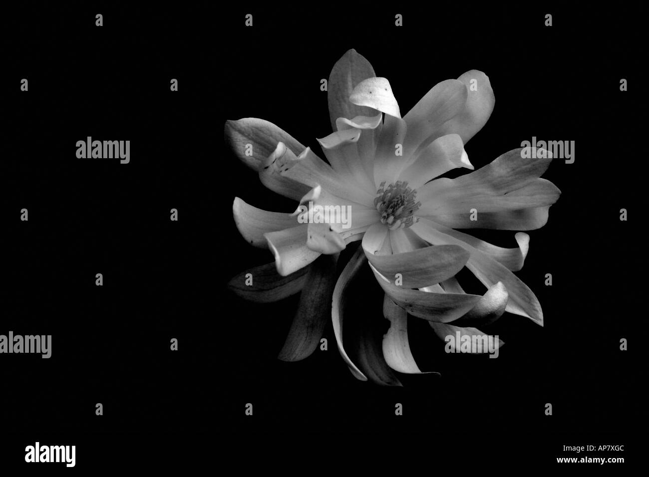 magnolia centennial star magnolia stellata magnolia stellata centennial ...