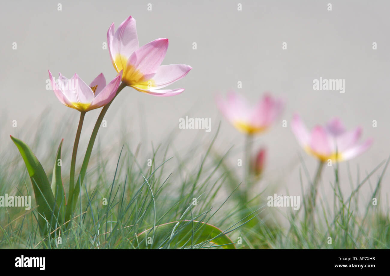 Pllll hi-res stock photography and images - Alamy