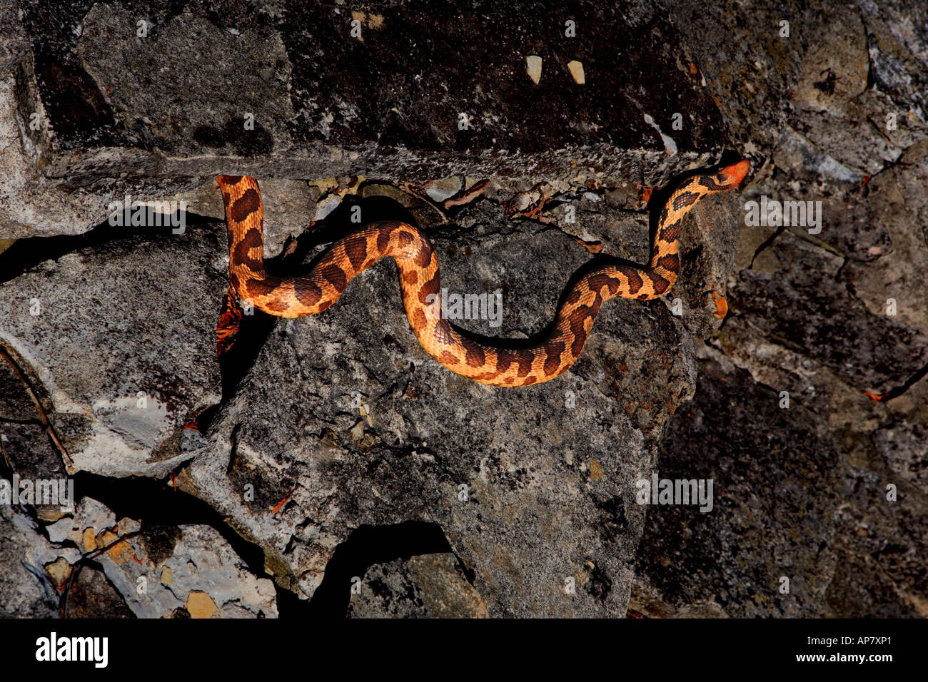 fox snake elaphe vulpina aka pine snake on rocks rock island state park ...