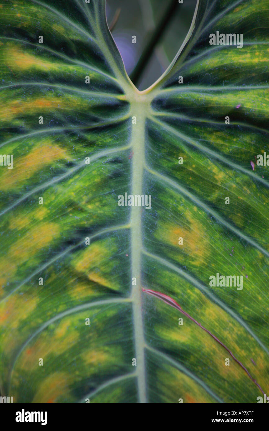black gold philodendron philodendron melanochrysum araceae stock photo ... black gold philodendron philodendron melanochrysum araceae stock photo ...