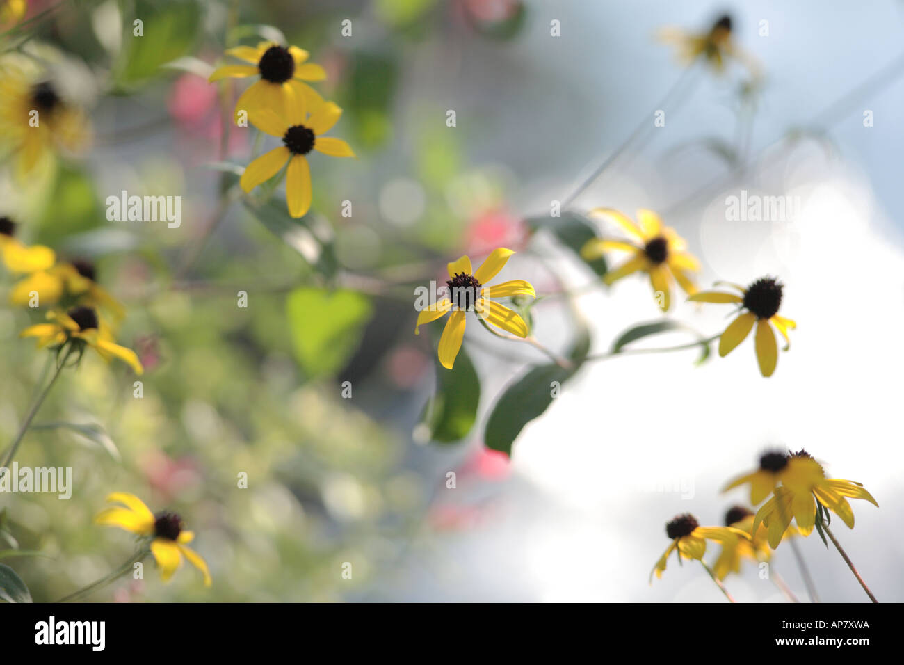 Pllll hi-res stock photography and images - Alamy