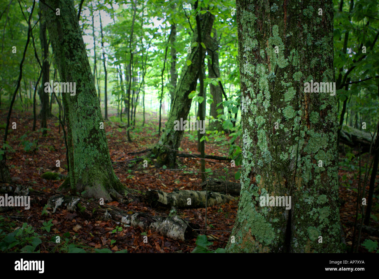 deciduous forest in great lakes region rock island state park wisconsin ...