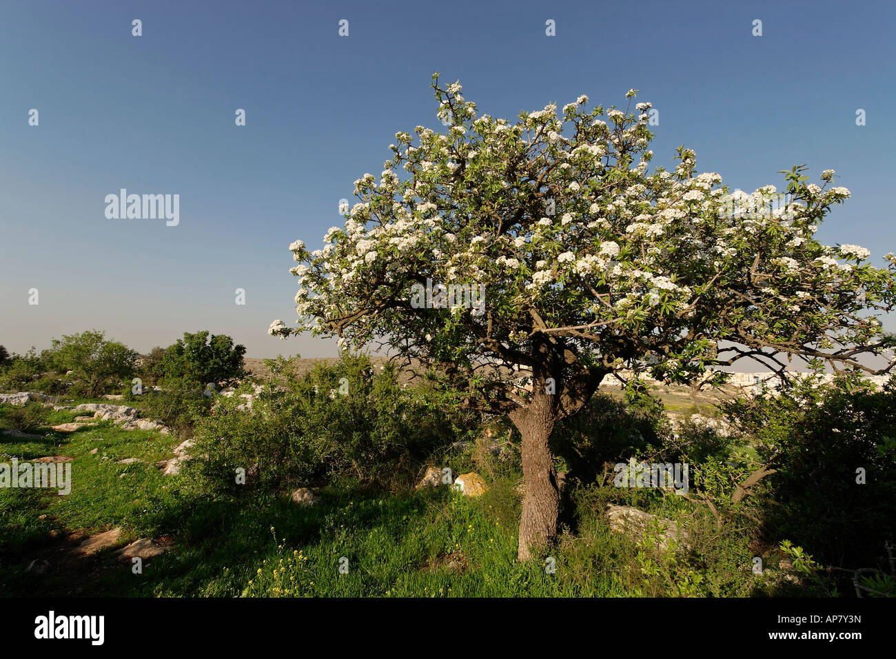 Israel Shephela region Syrian Pear tree in Modiin Stock Photo - Alamy