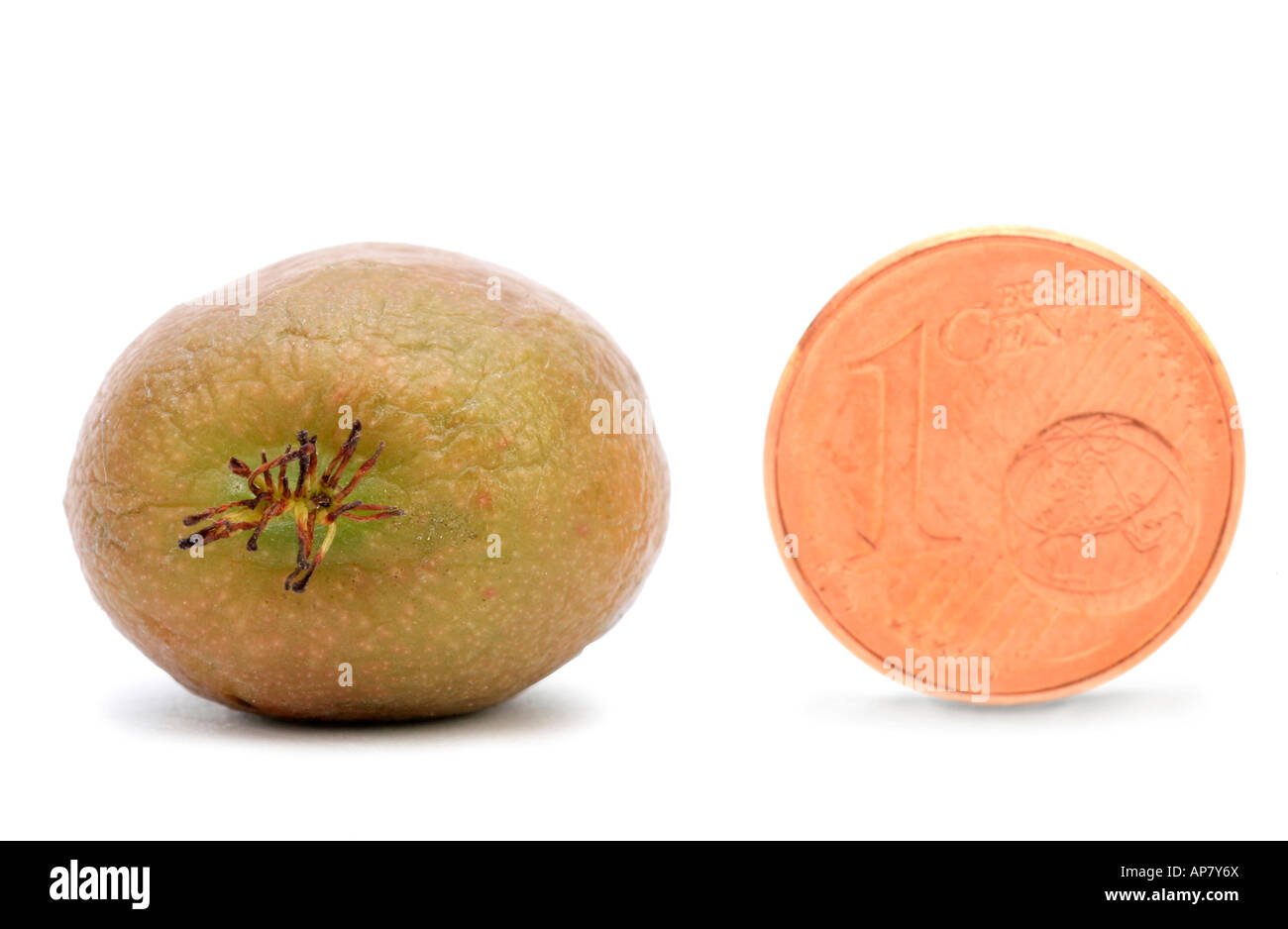 Tara Vine Bower Actinidia Mini Kiwi Actinidia arguta size comparision ...