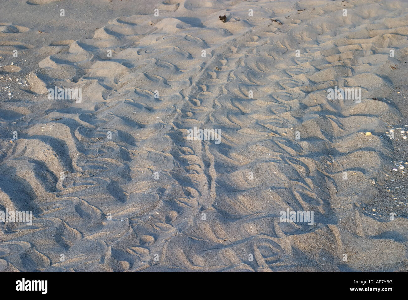 leatherback sea turtle tracks in sand Stock Photo - Alamy