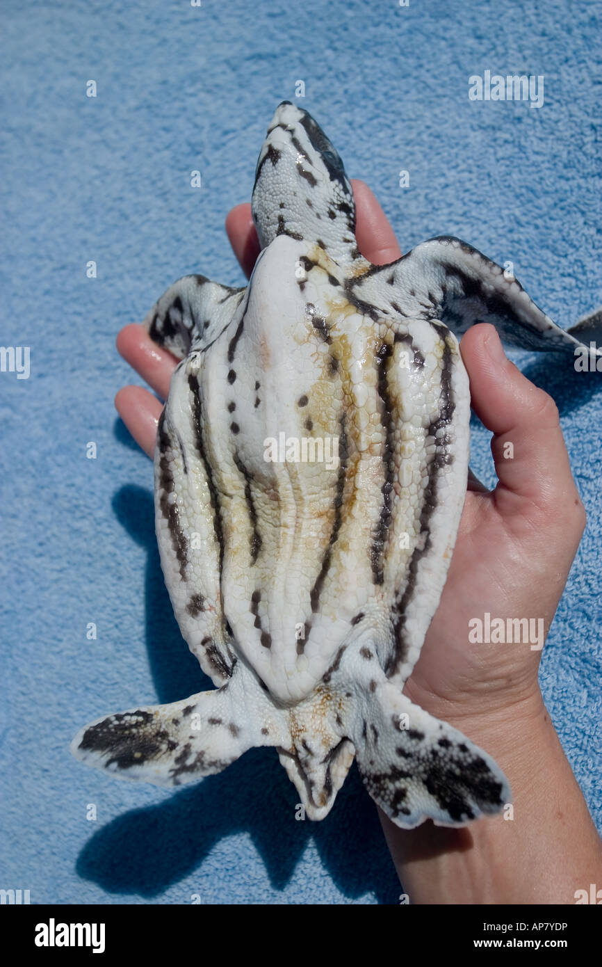 leatherback sea turtle in hand Stock Photo - Alamy