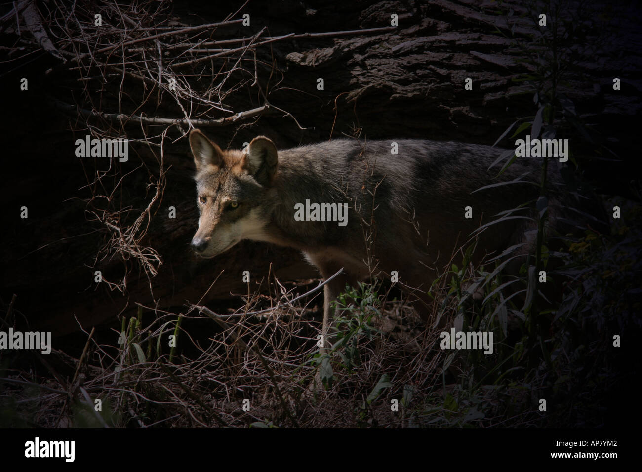 mexican grey wolf p keywords mexican grey wolf wolves canine mammal ...