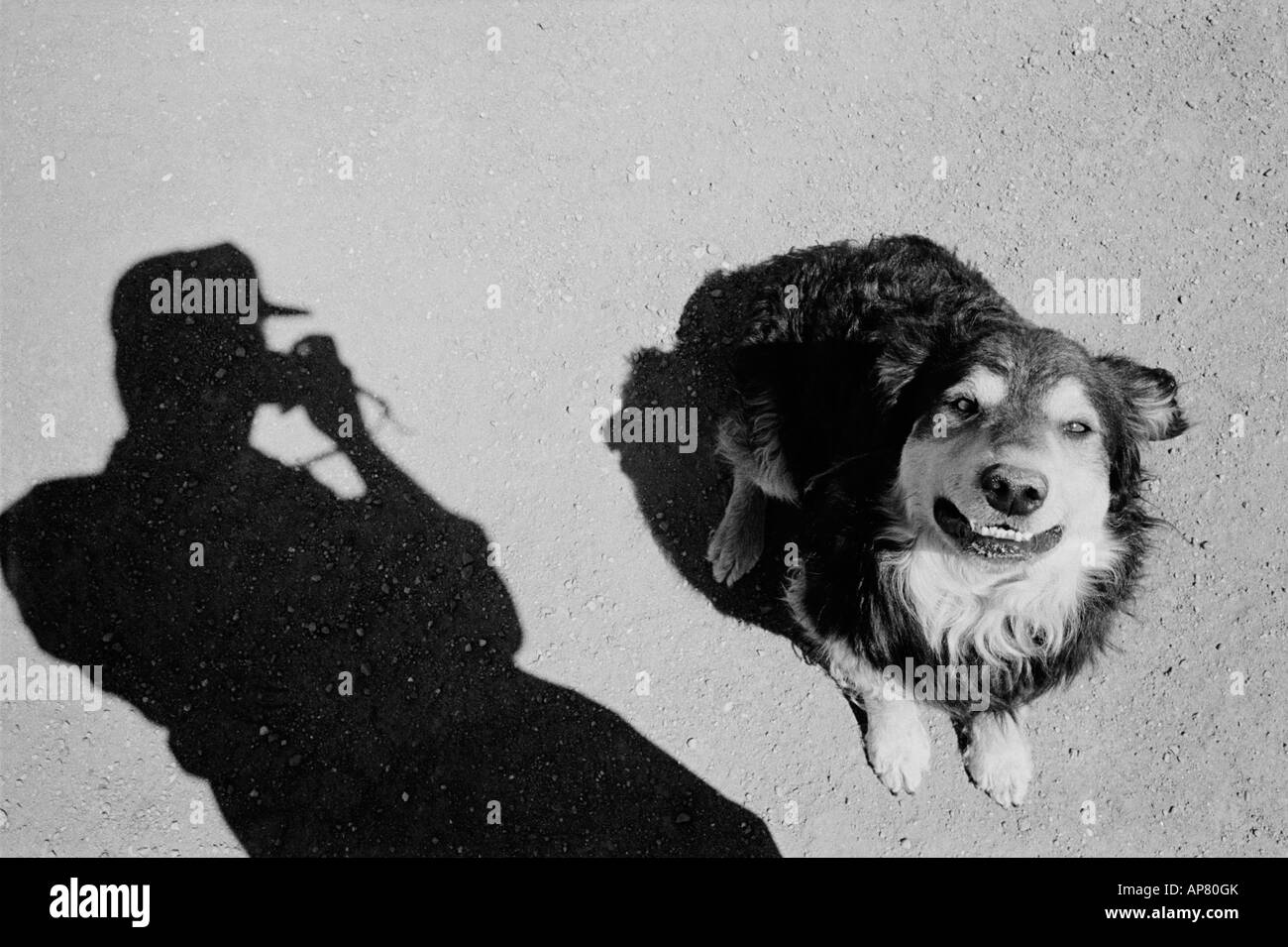 Photographer's shadow and smiling dog Stock Photo - Alamy