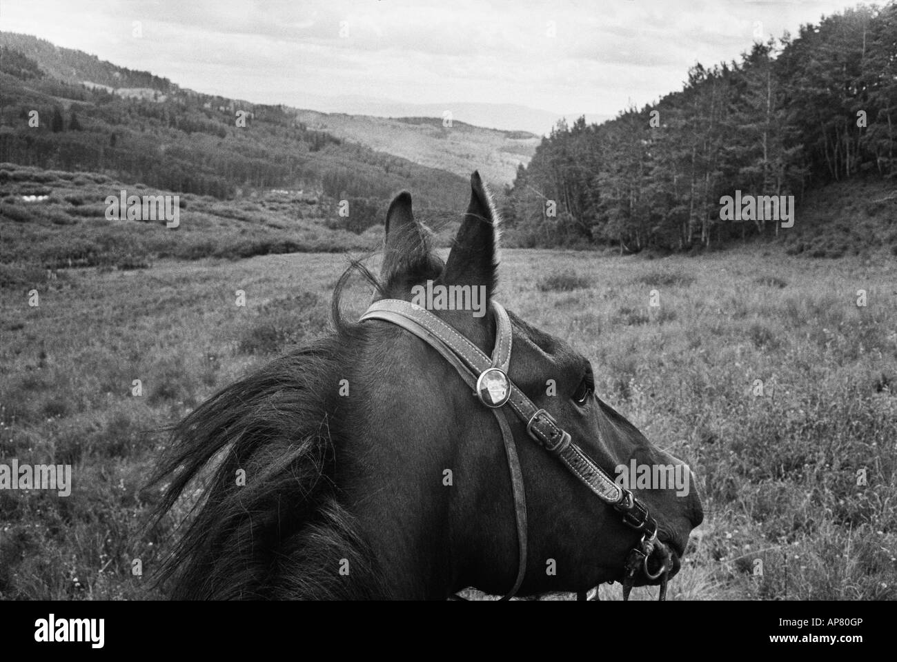 Horse whinnying in surprise Stock Photo - Alamy