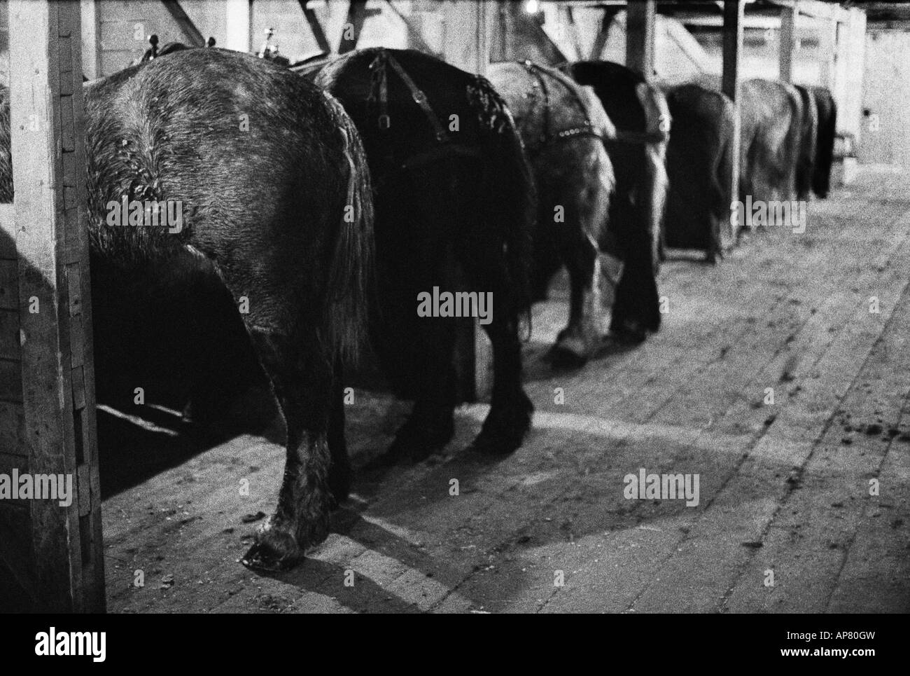 Black draft horses hi-res stock photography and images - Alamy